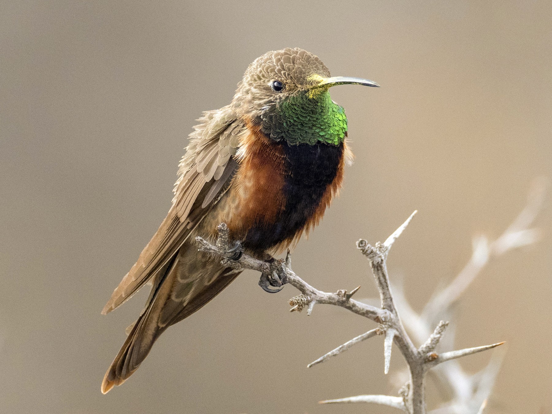 Picaflor Colorado - eBird
