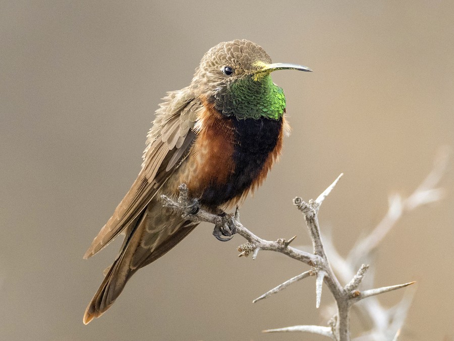 Picaflor Colorado - eBird