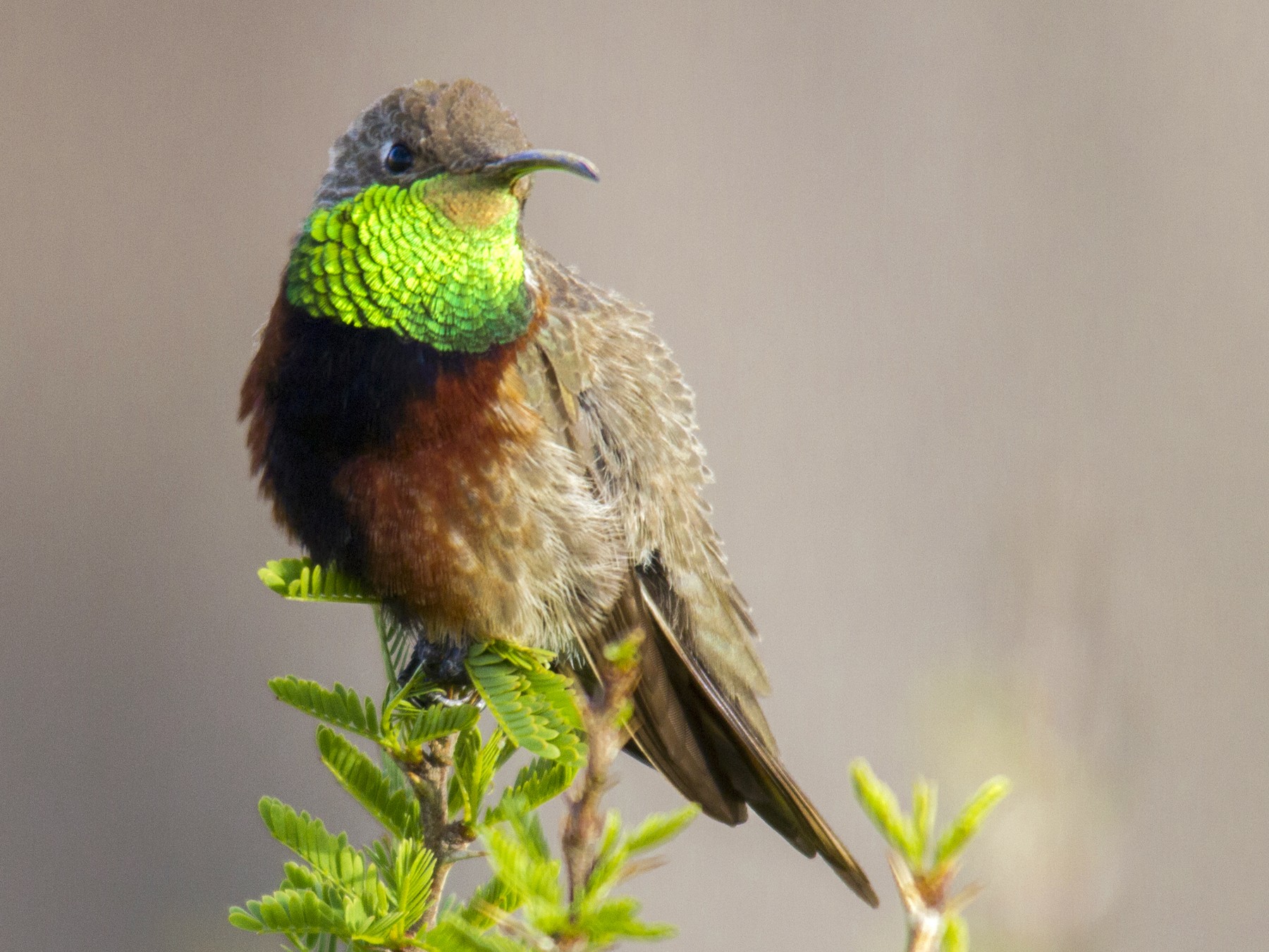 Colibrí de Cochabamba - eBird
