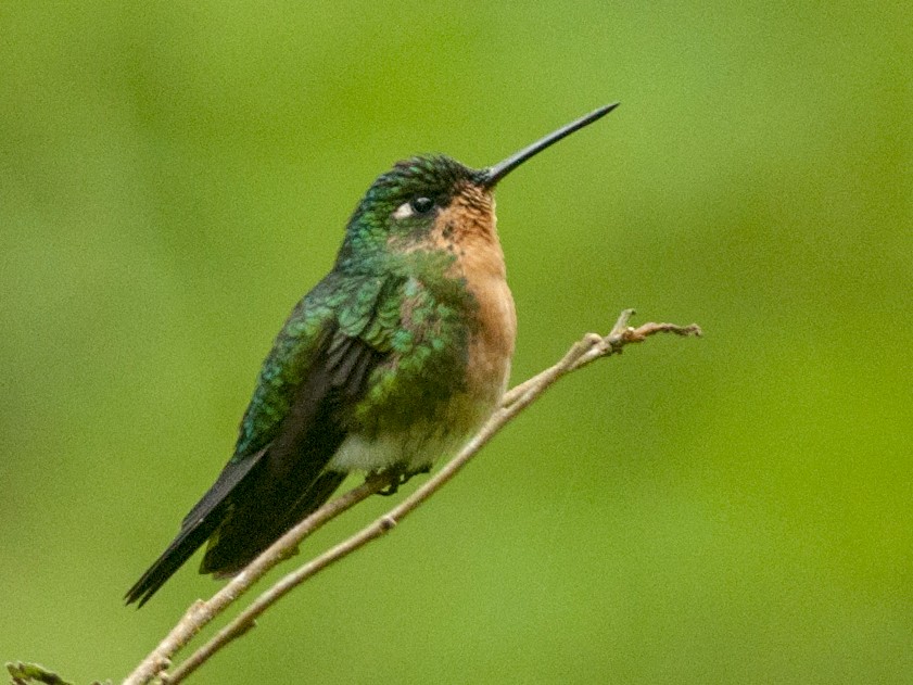 Picaflor Frente Azul - eBird