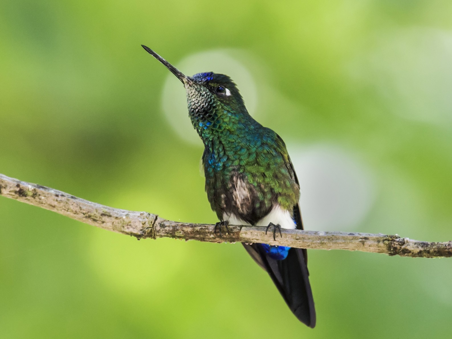 Blue-capped Puffleg - eBird