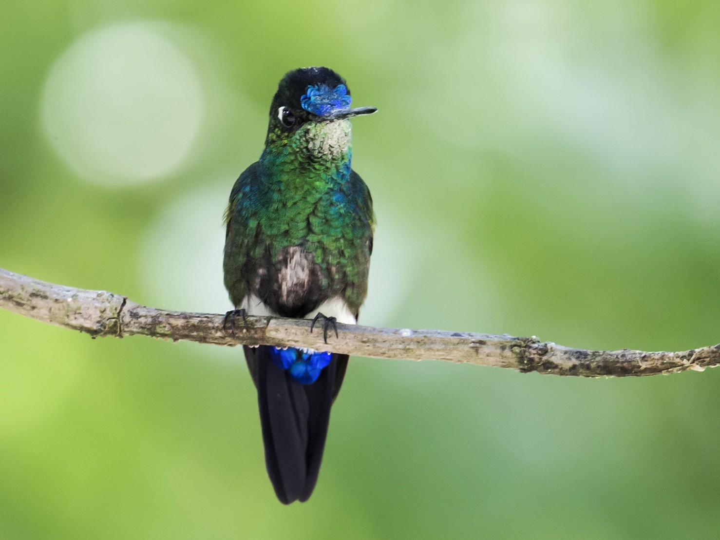 Blue-capped Puffleg - eBird