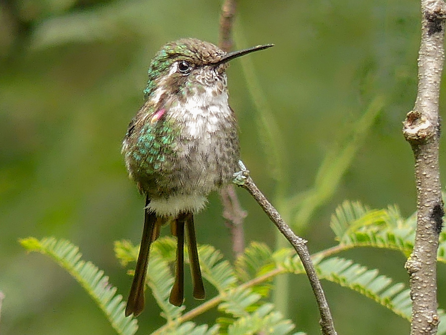 Picaflor Enano - eBird