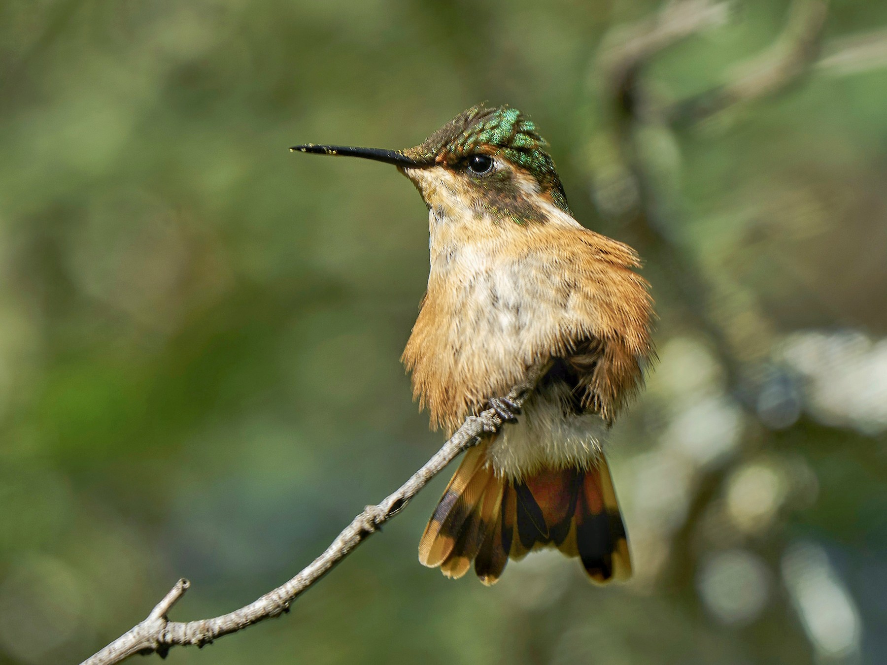 Slender-tailed Woodstar - eBird