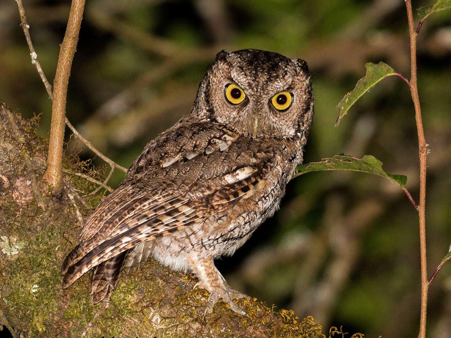Montane Forest Screech-Owl - eBird