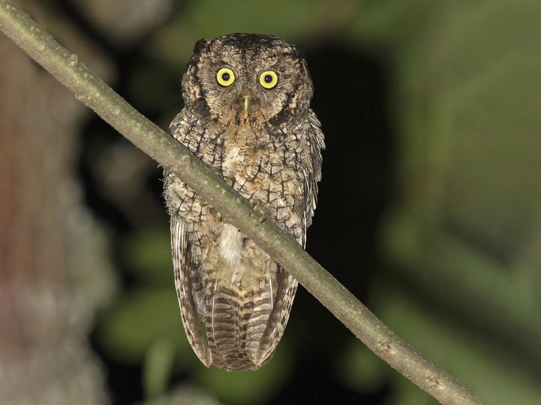 Montane Forest Screech-Owl - eBird