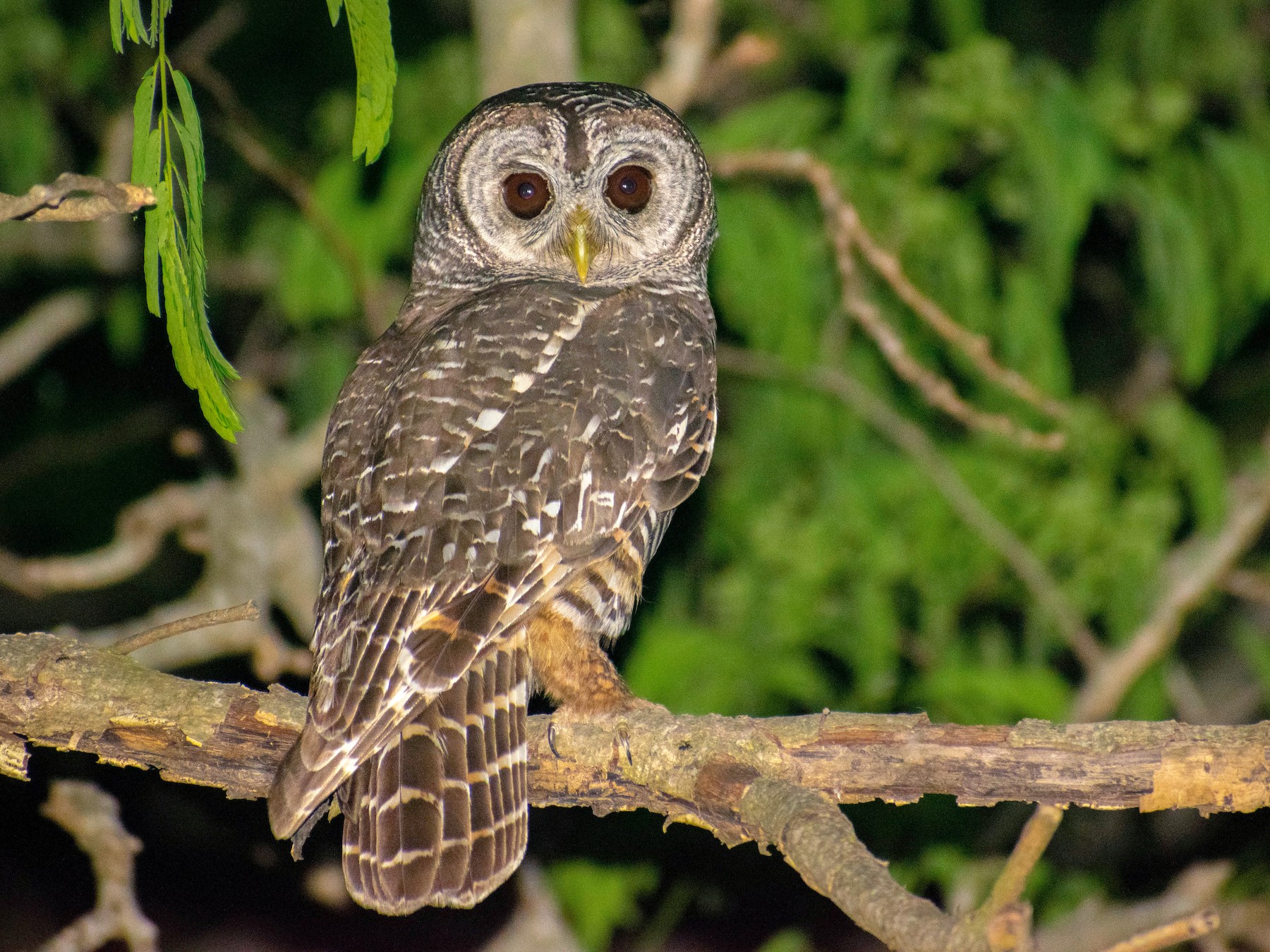 Chaco Owl - eBird