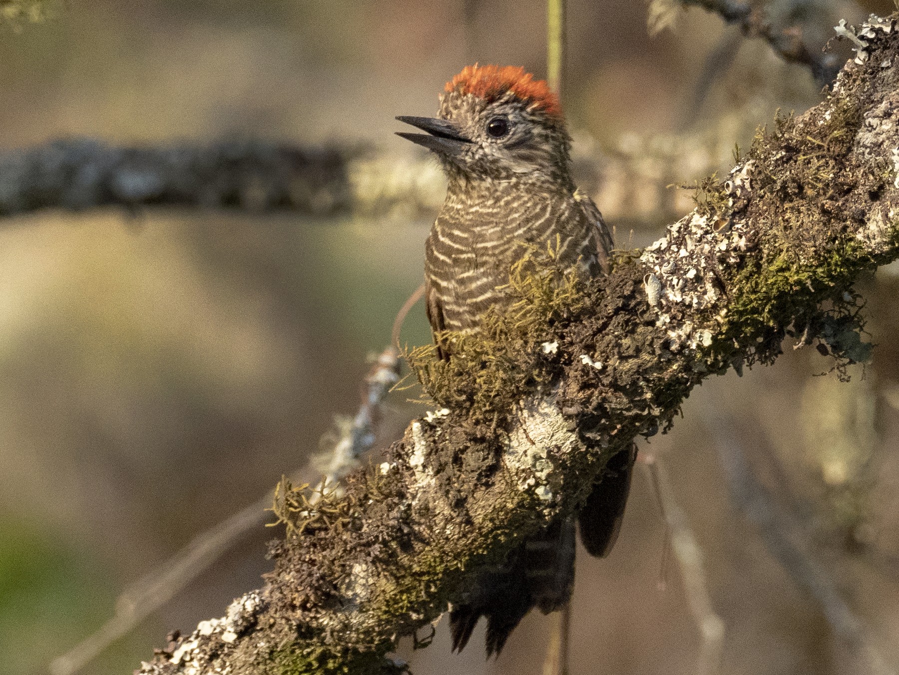 Dot-fronted Woodpecker - eBird