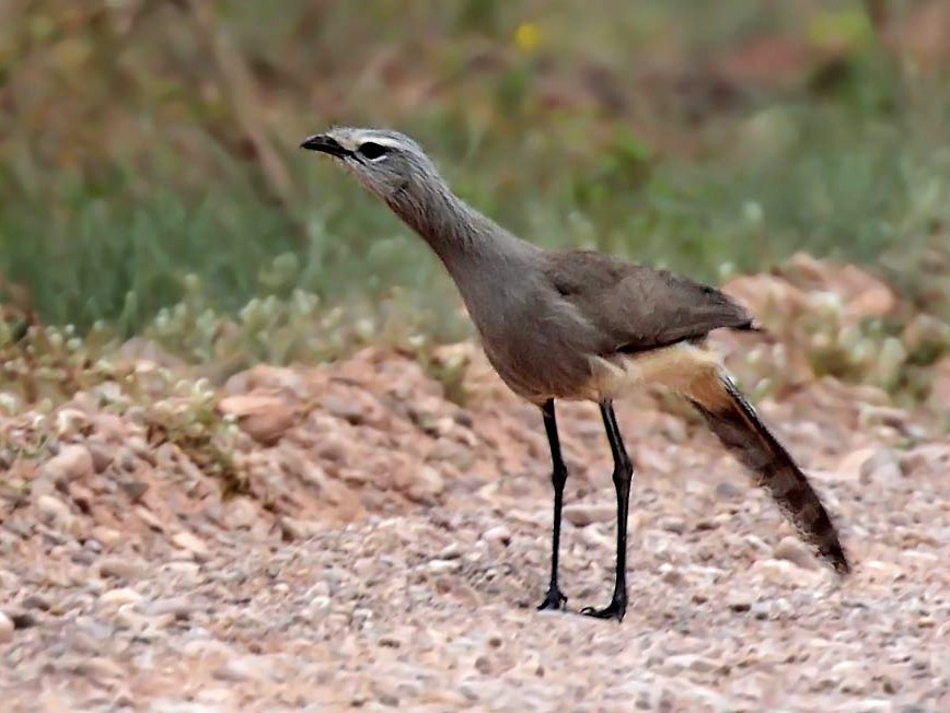 Black-legged Seriema - eBird