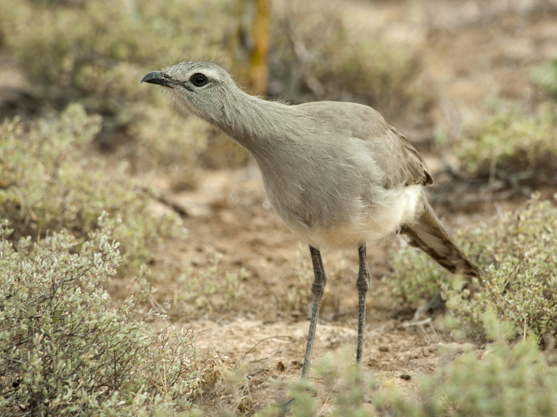 Black-legged Seriema - eBird