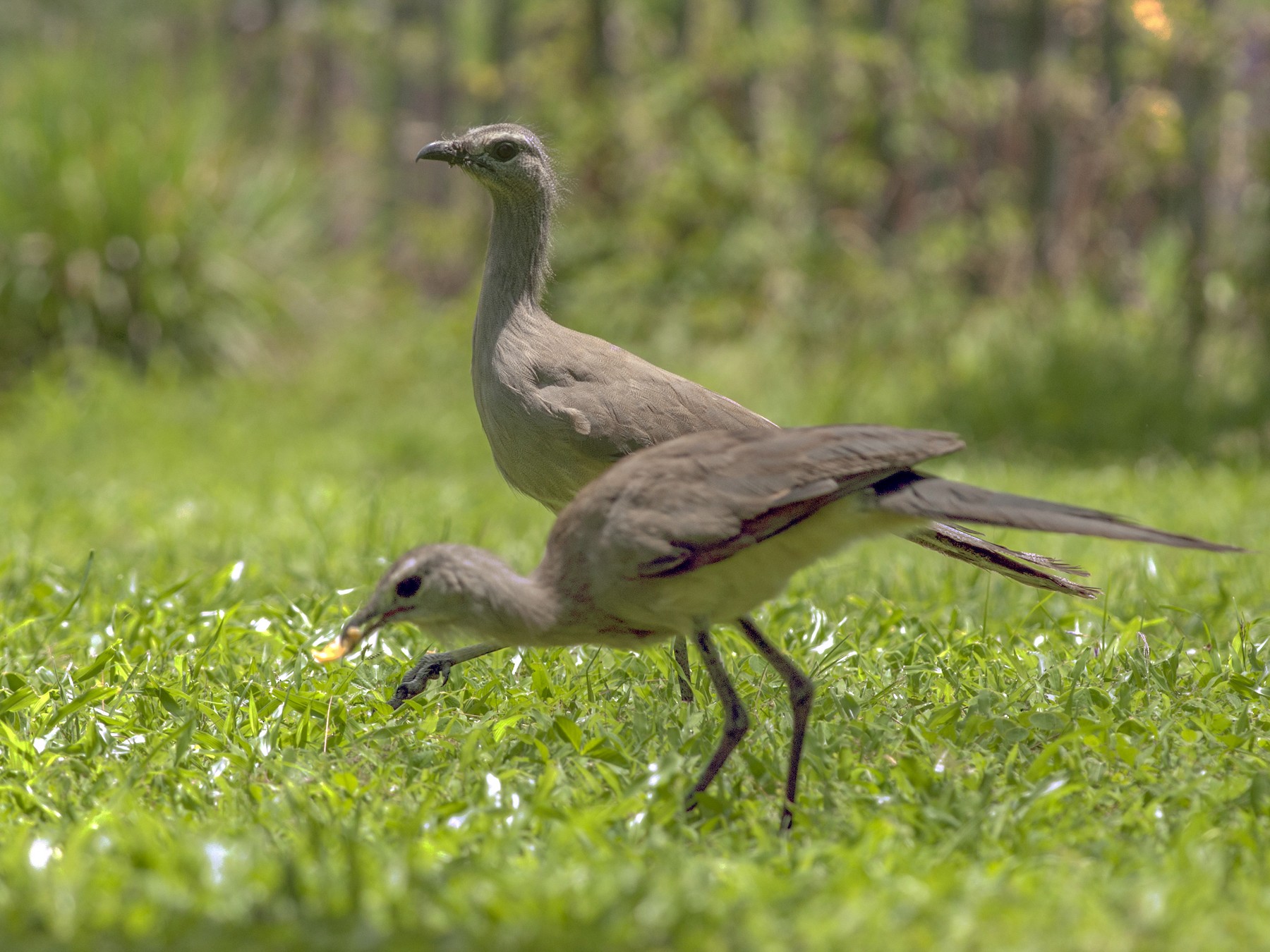 Black-legged Seriema - eBird