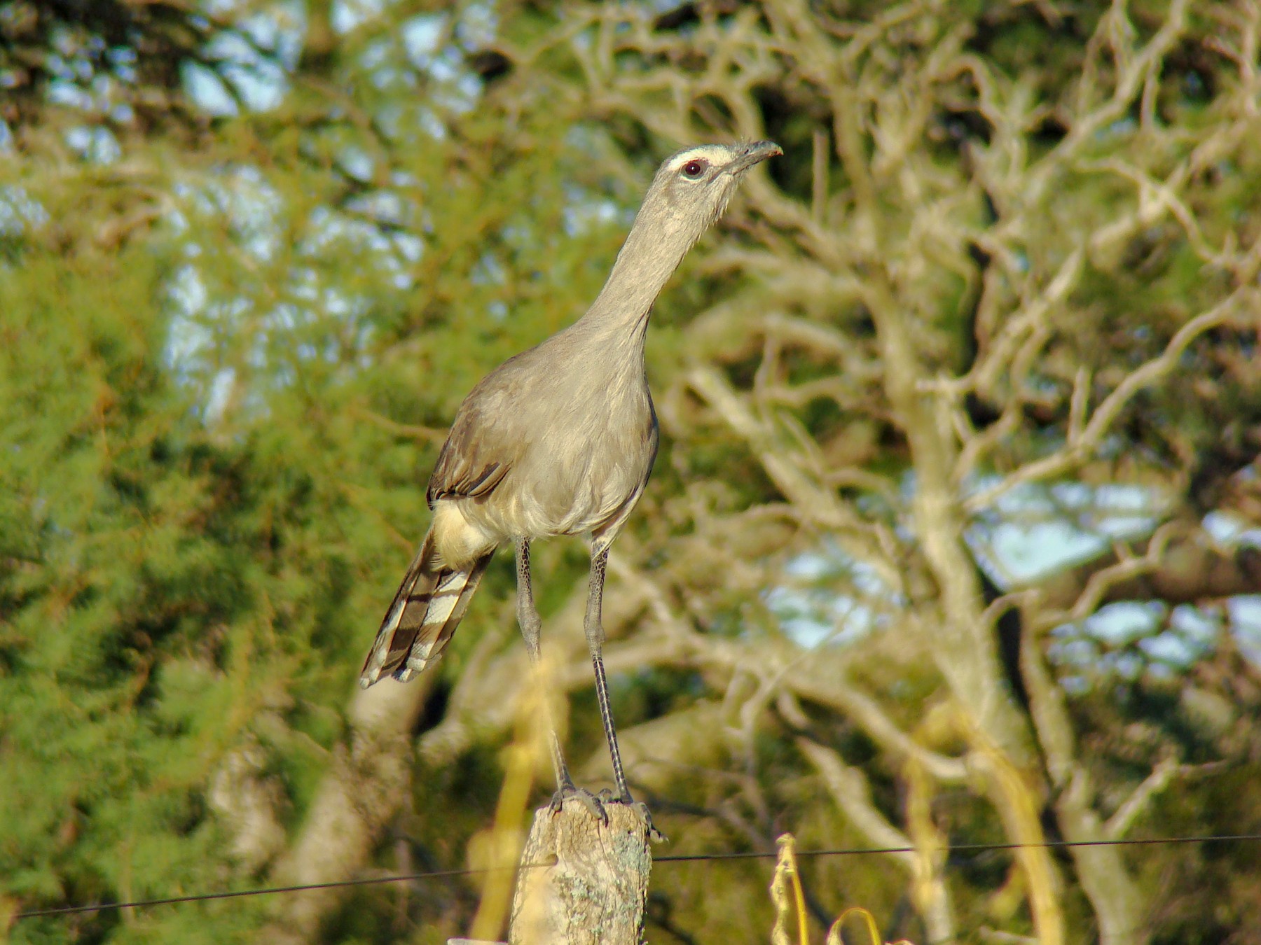 Black-legged Seriema - eBird