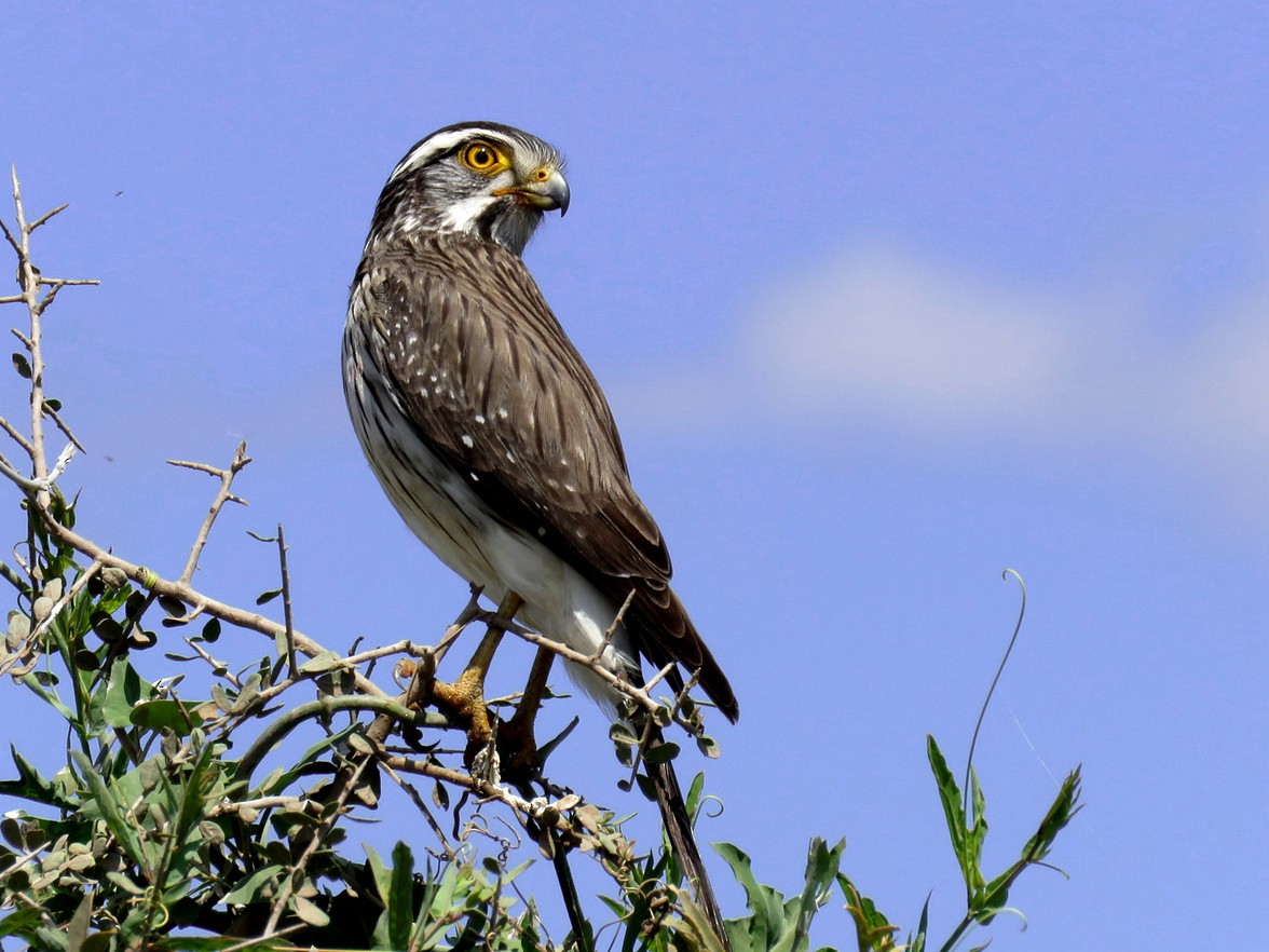 Spot-winged Falconet - eBird