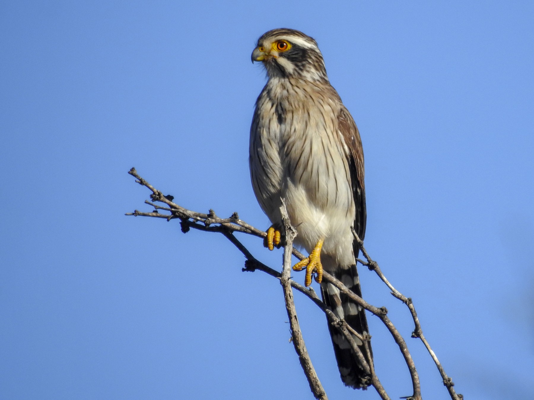 Spot-winged Falconet - eBird