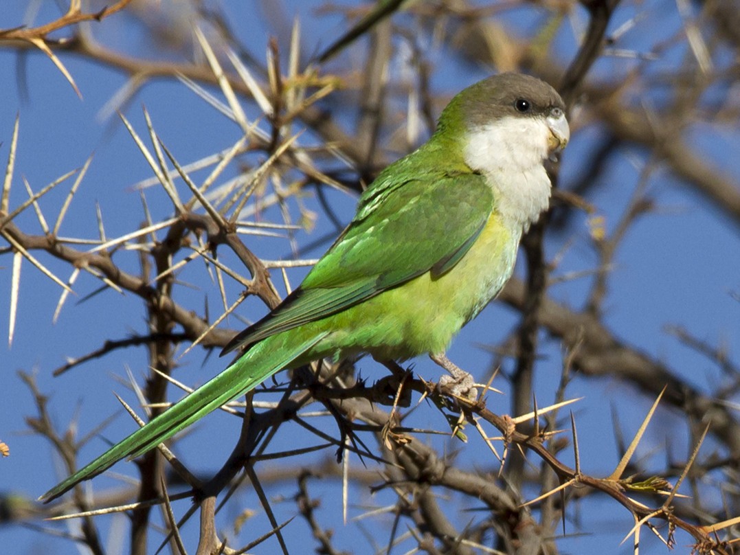 Grey-hooded Parakeet - eBird