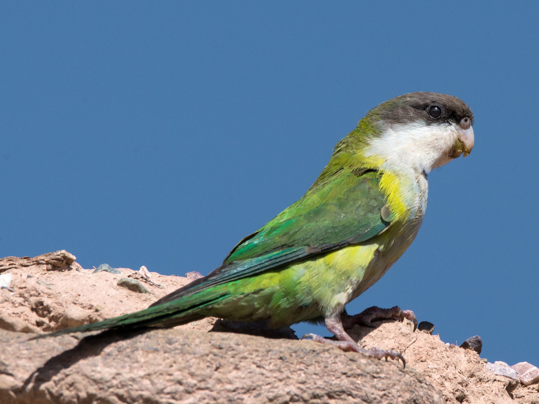 Gray-hooded Parakeet - eBird