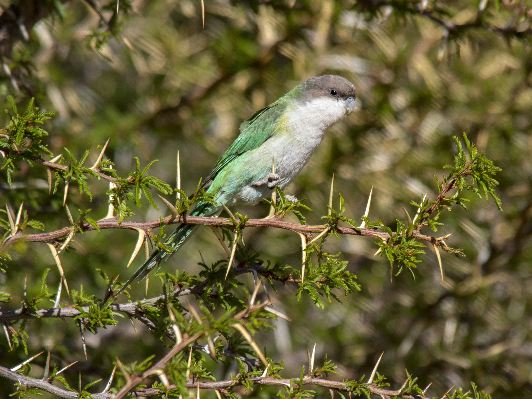 Grey-hooded Parakeet - eBird