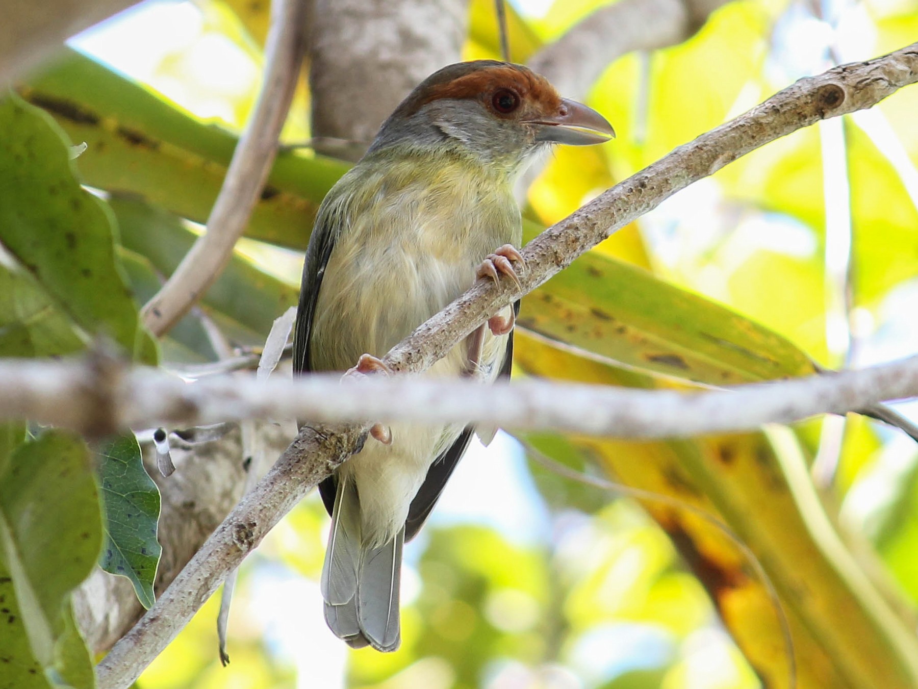 Juan Chiviro - eBird