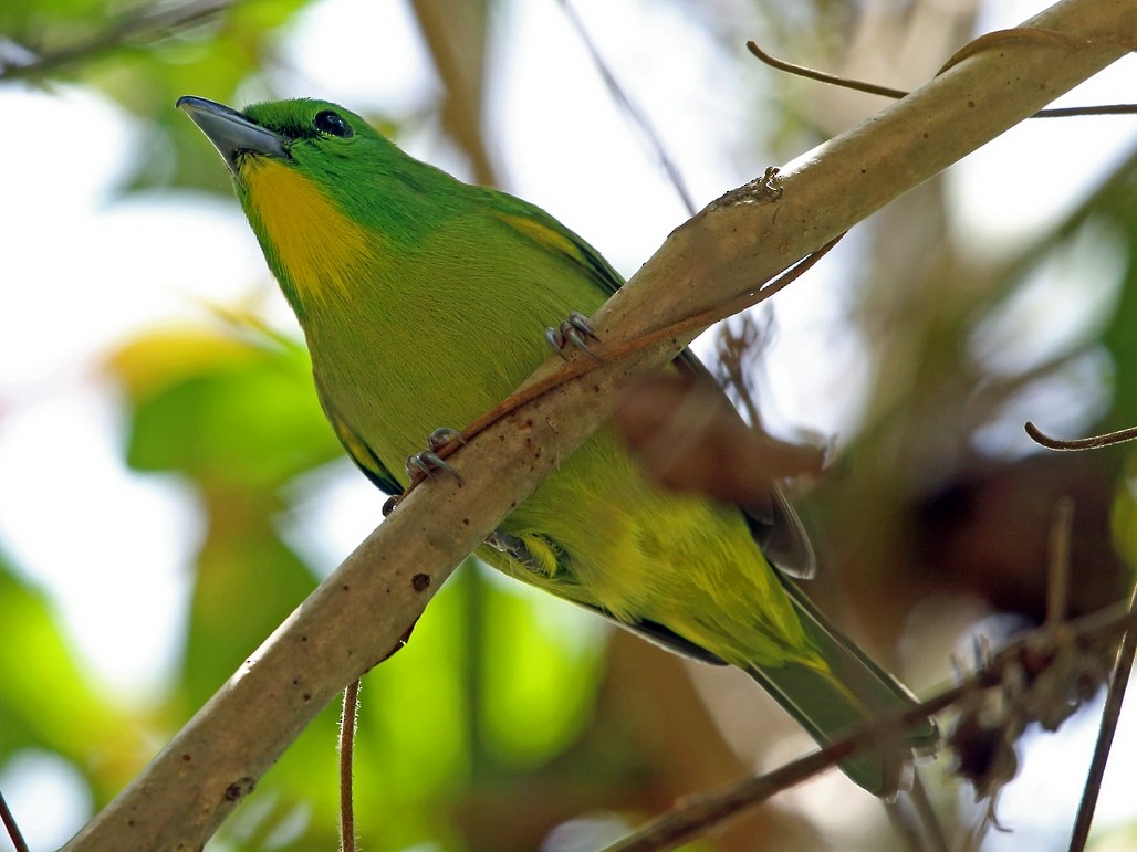 Green Shrike-Vireo - eBird