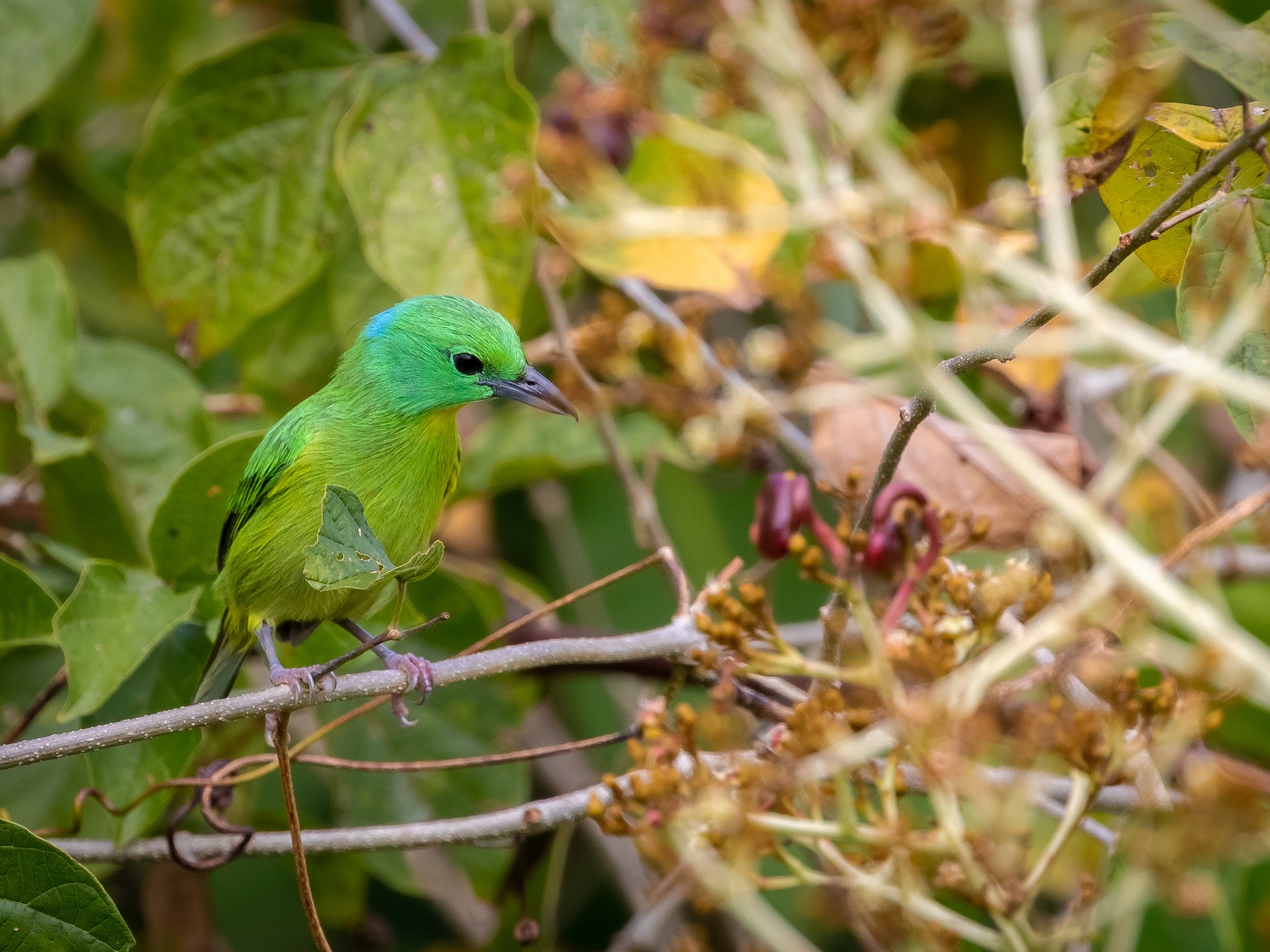 Green Shrike-Vireo - eBird