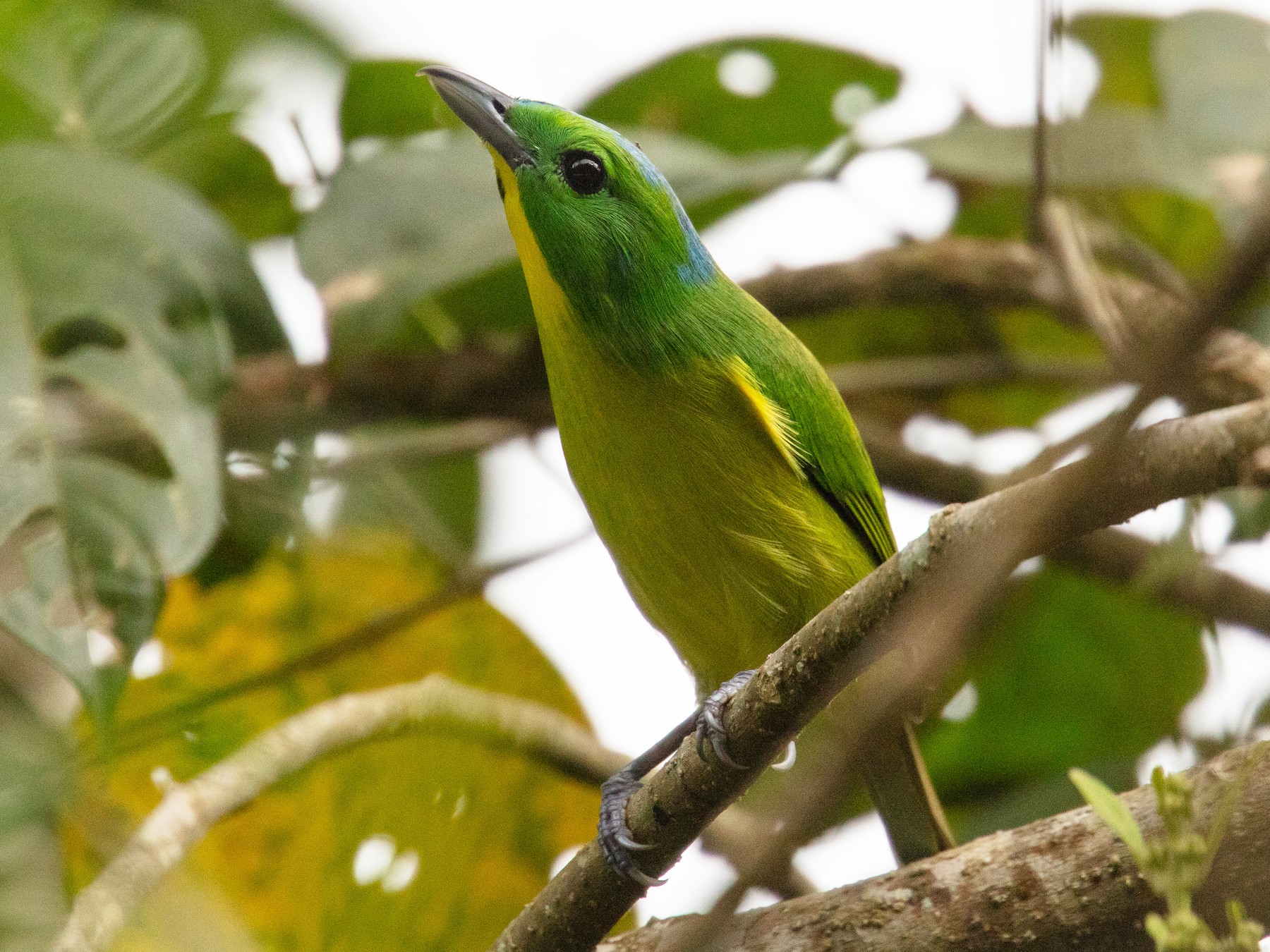 Green Shrike-Vireo - eBird