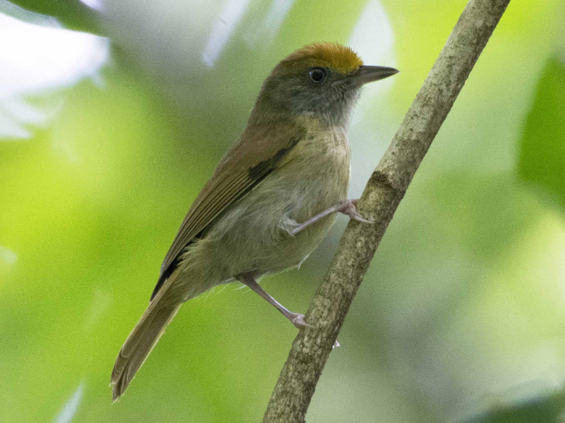 Tawny-crowned Greenlet - eBird
