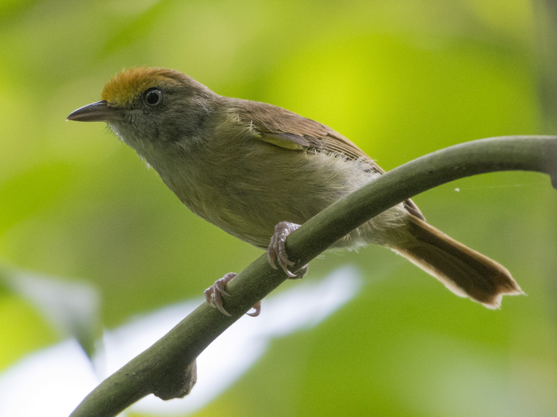 Tawny-crowned Greenlet - eBird