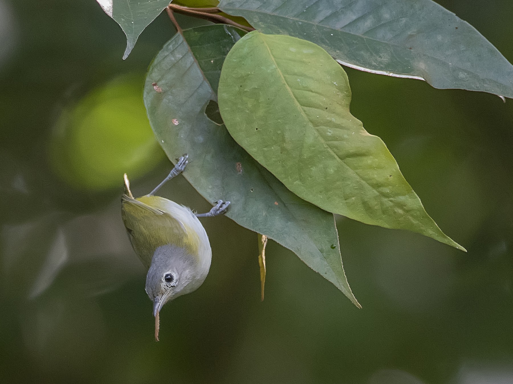 Lesser Greenlet - eBird