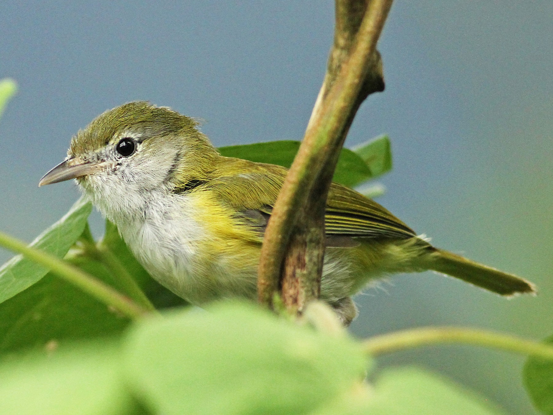 Lesser Greenlet - eBird