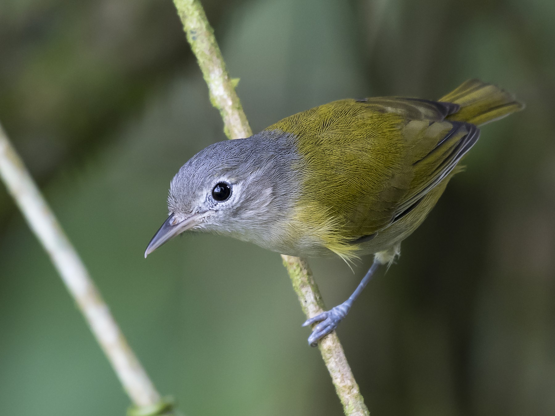 Lesser Greenlet - eBird