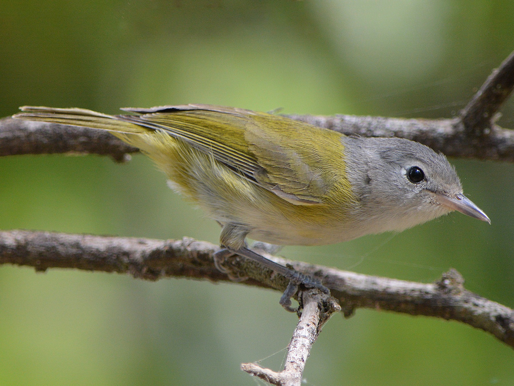 Lesser Greenlet - eBird