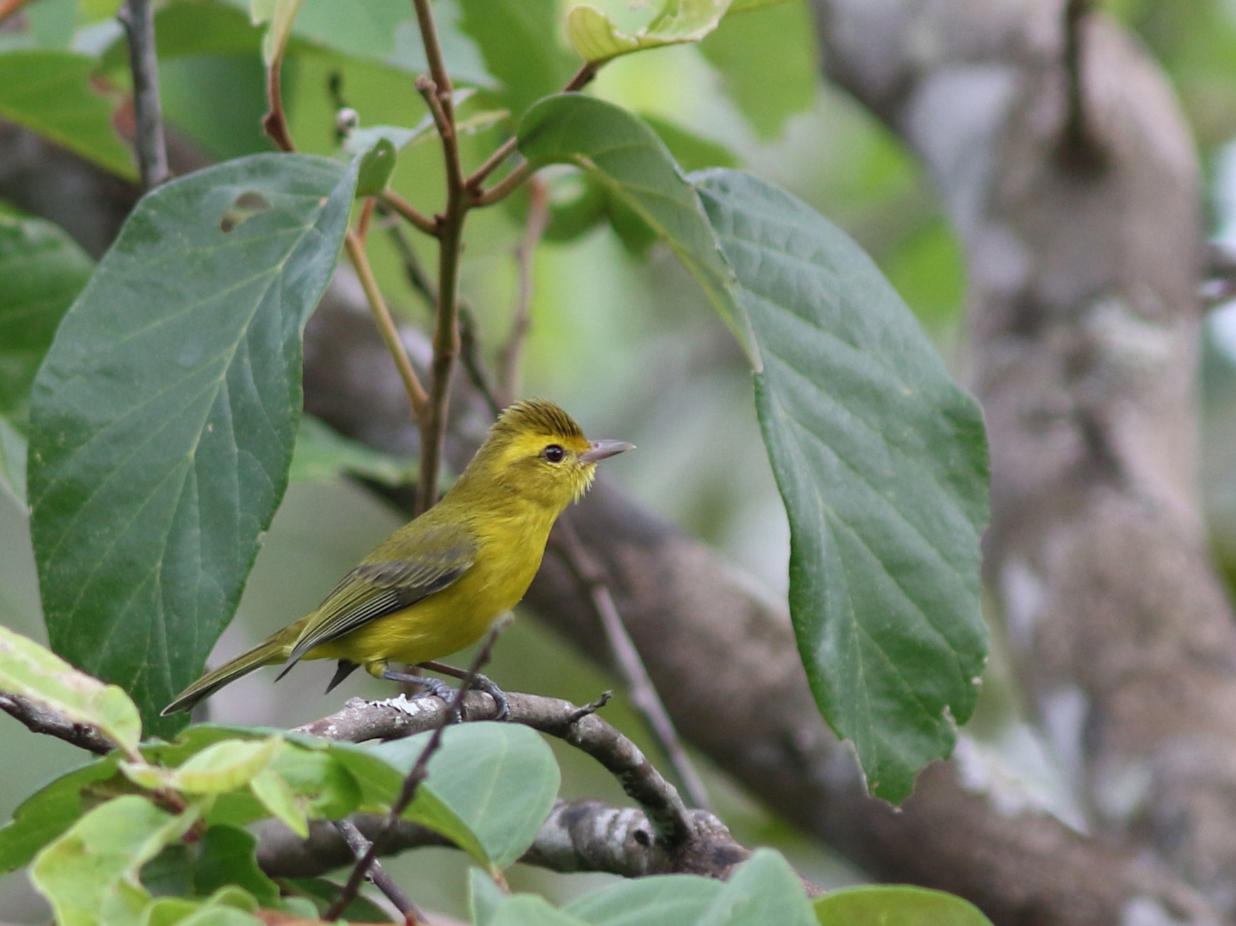 Golden Vireo - eBird