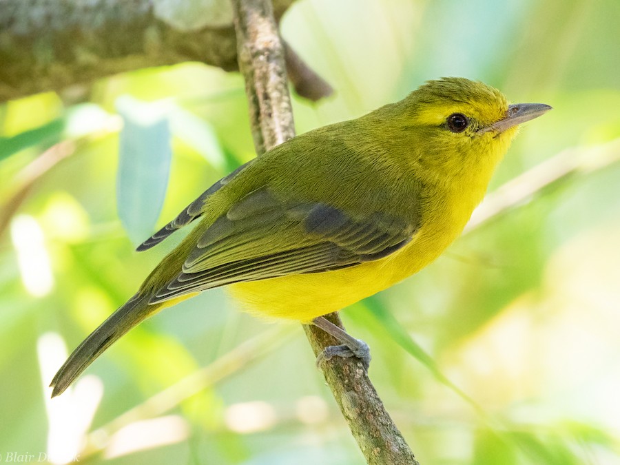 Golden Vireo - eBird