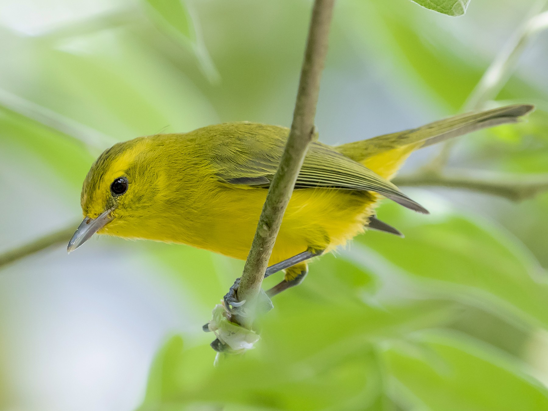 Golden Vireo - eBird