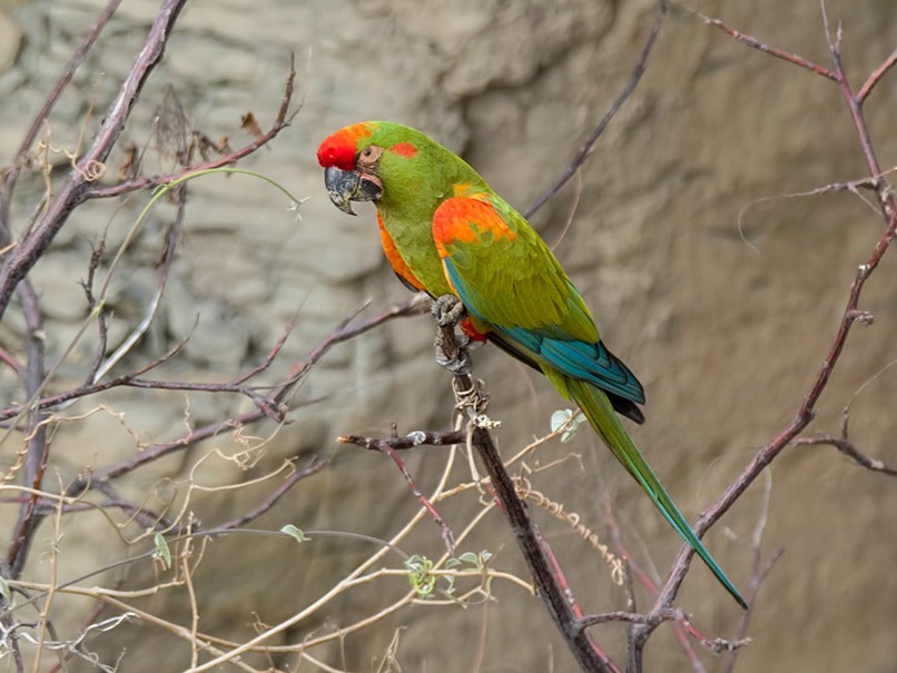 Red-fronted Macaw - eBird