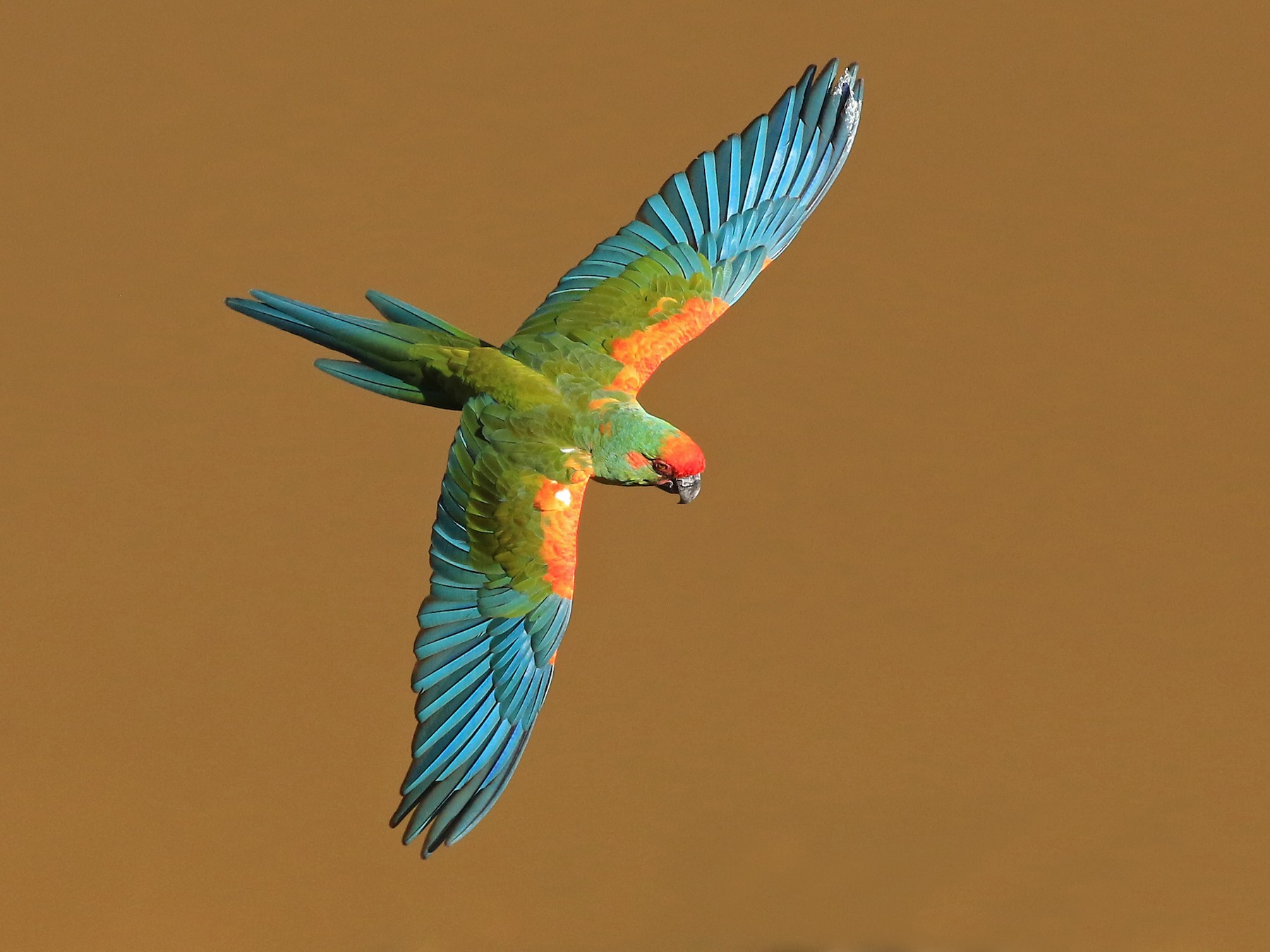 Red-fronted Macaw - eBird