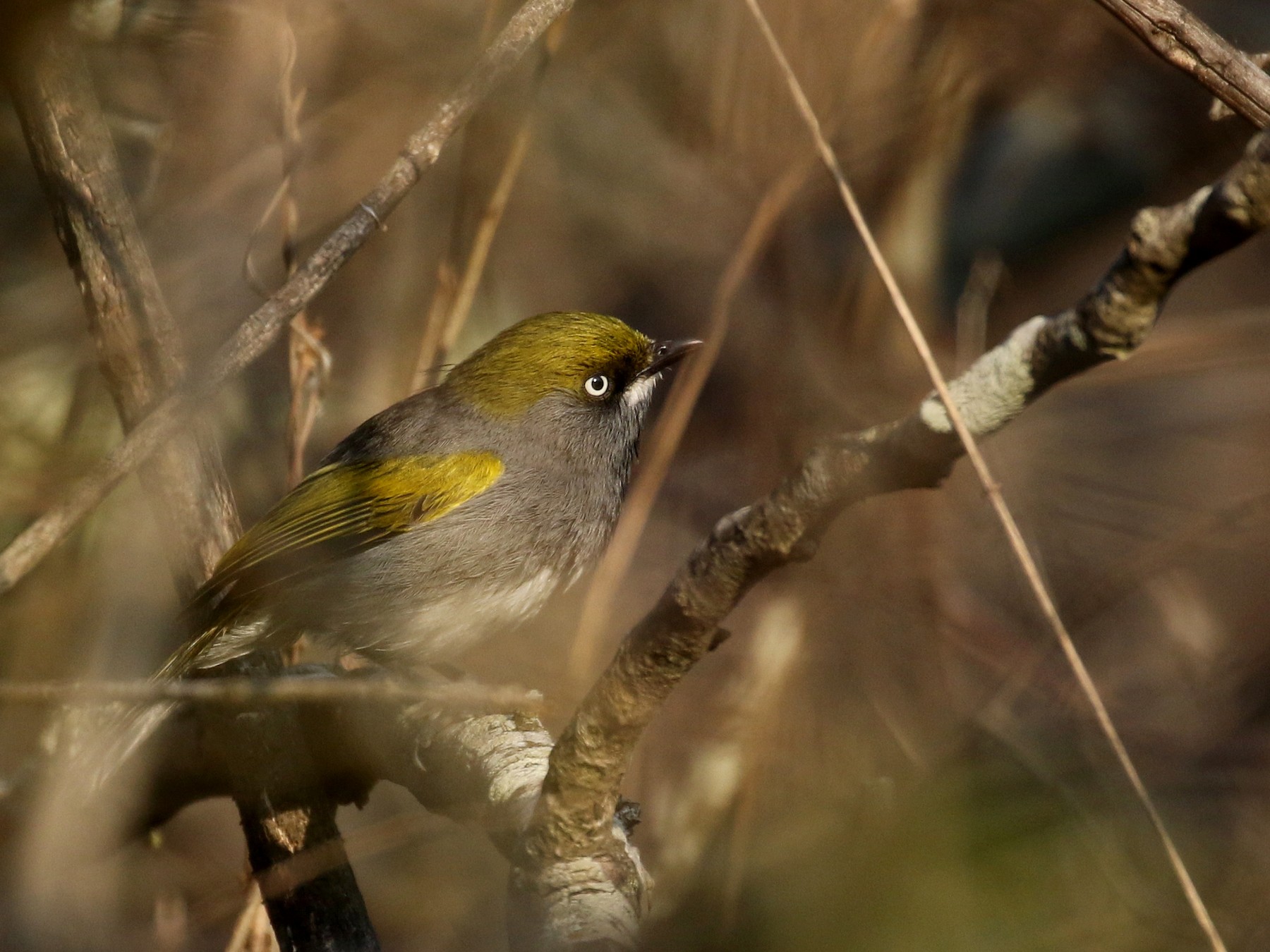 Slaty Vireo - eBird