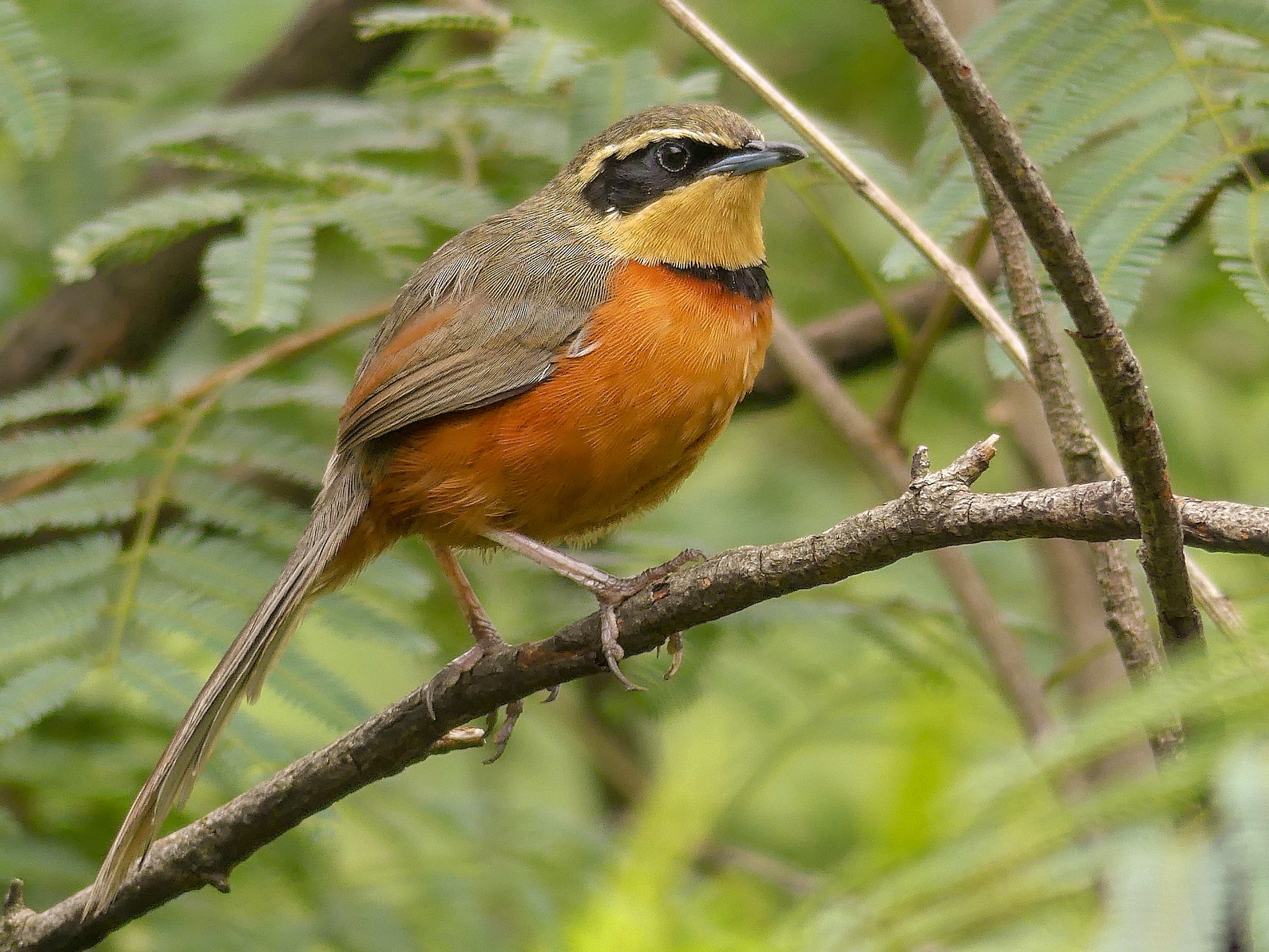 Gallito de Collar - eBird