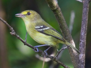 Mangrove Vireo - eBird