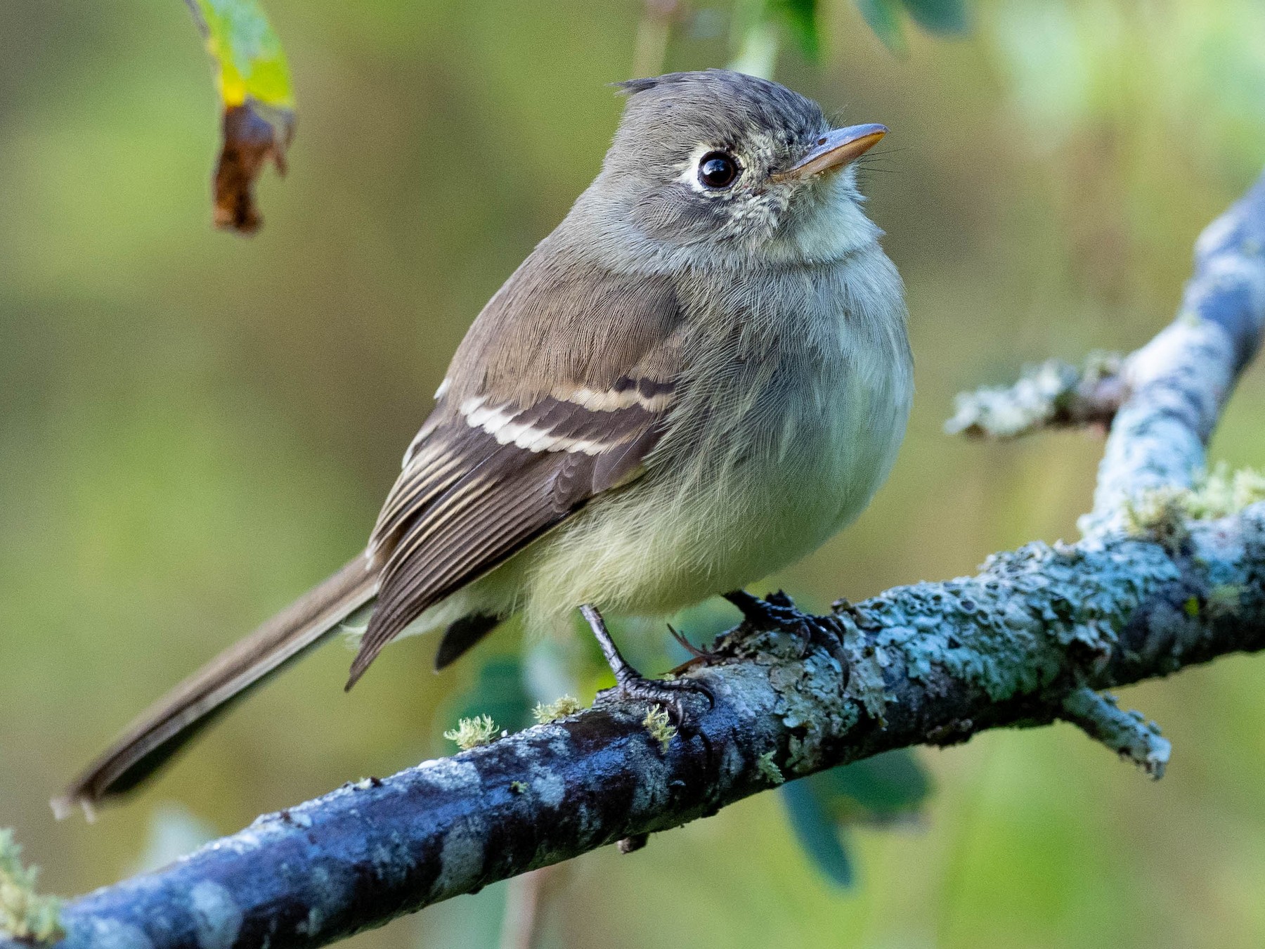 Pileated Flycatcher - eBird