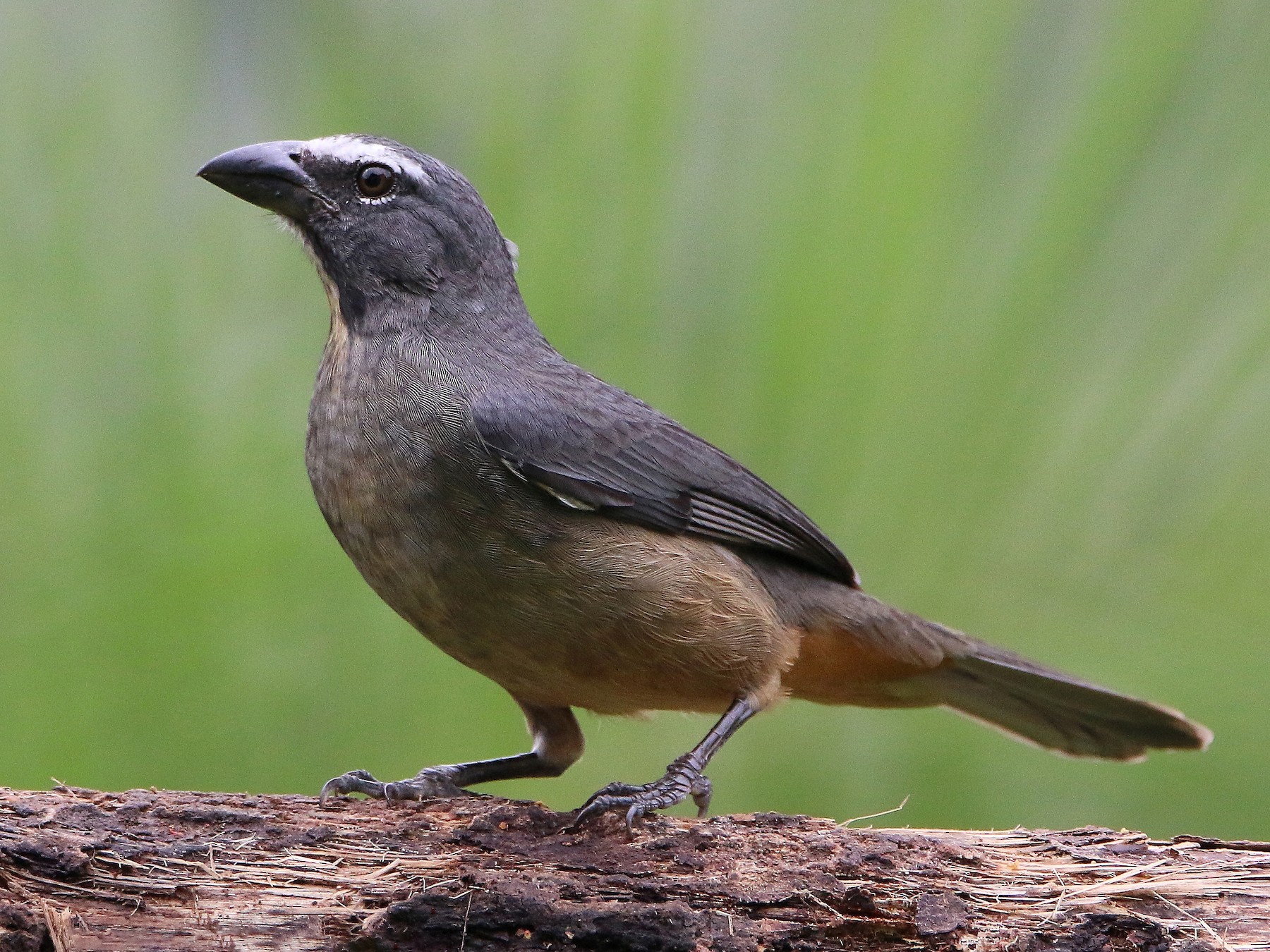 Olive-gray/Bluish-gray Saltator - eBird