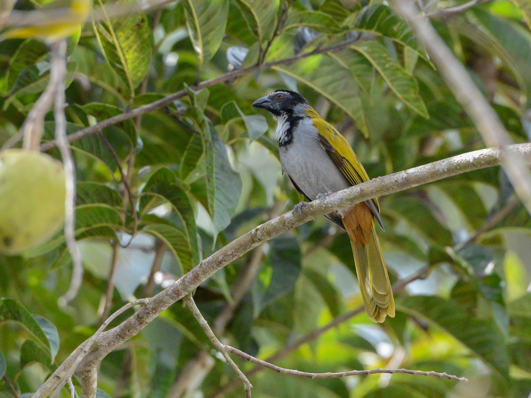 Black-headed Saltator - eBird