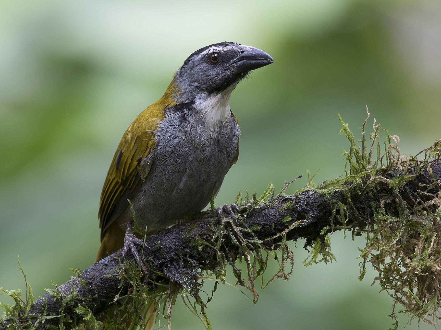 Black-headed Saltator - eBird