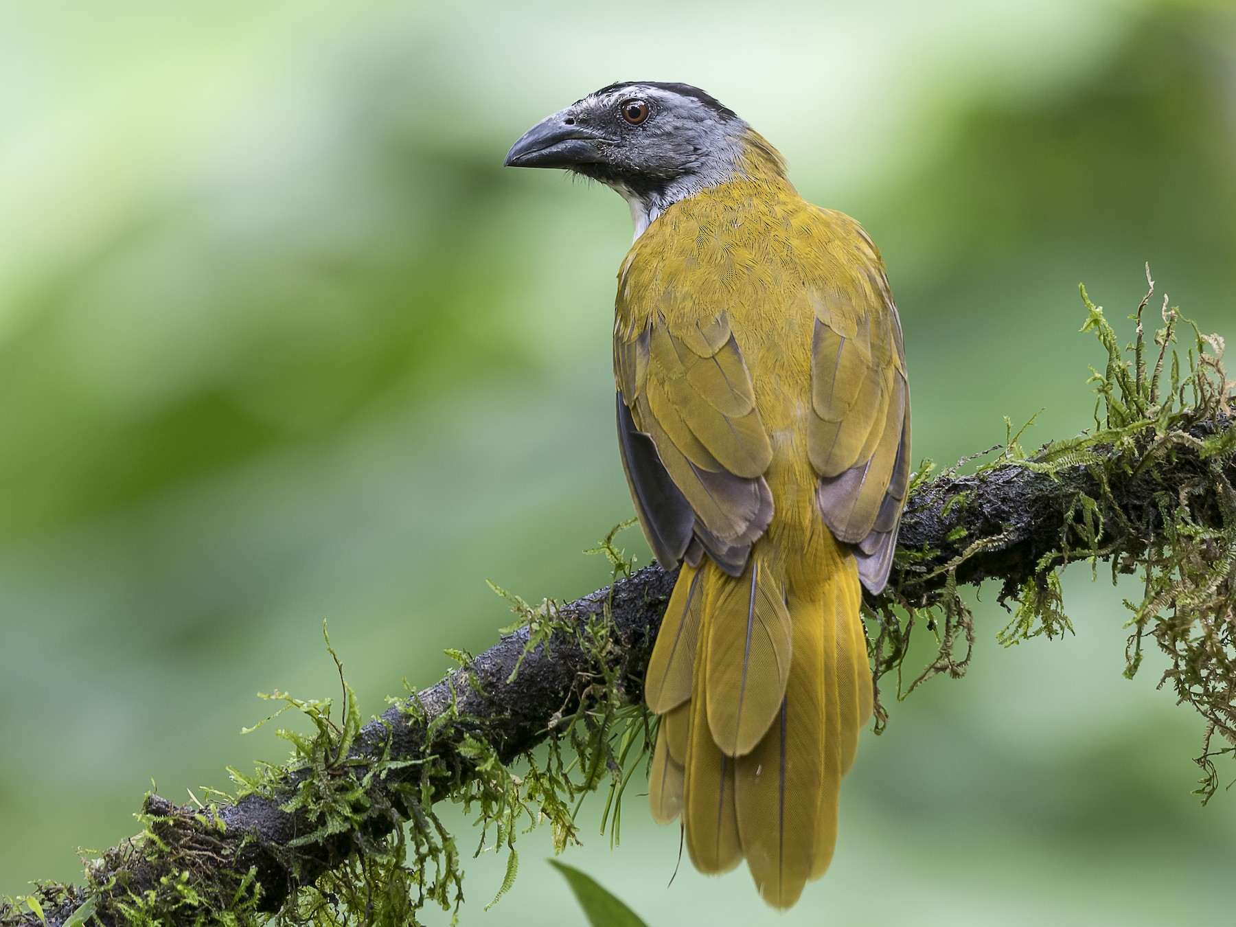 Black-headed Saltator - eBird