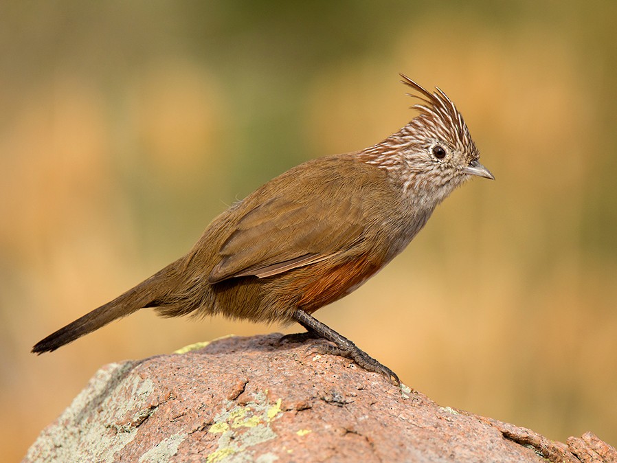 Gallito copetón - eBird
