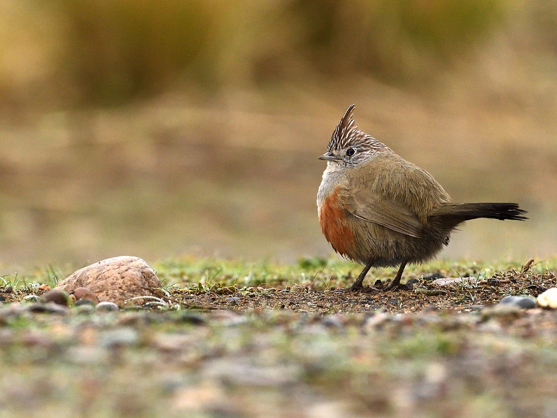 Gallito copetón - eBird