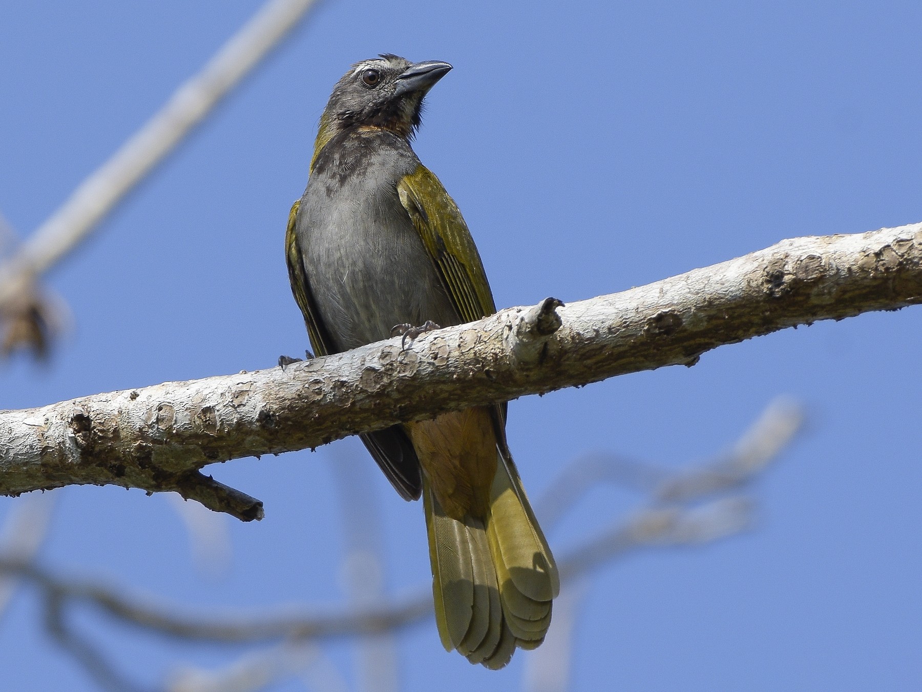 Buff-throated Saltator - eBird