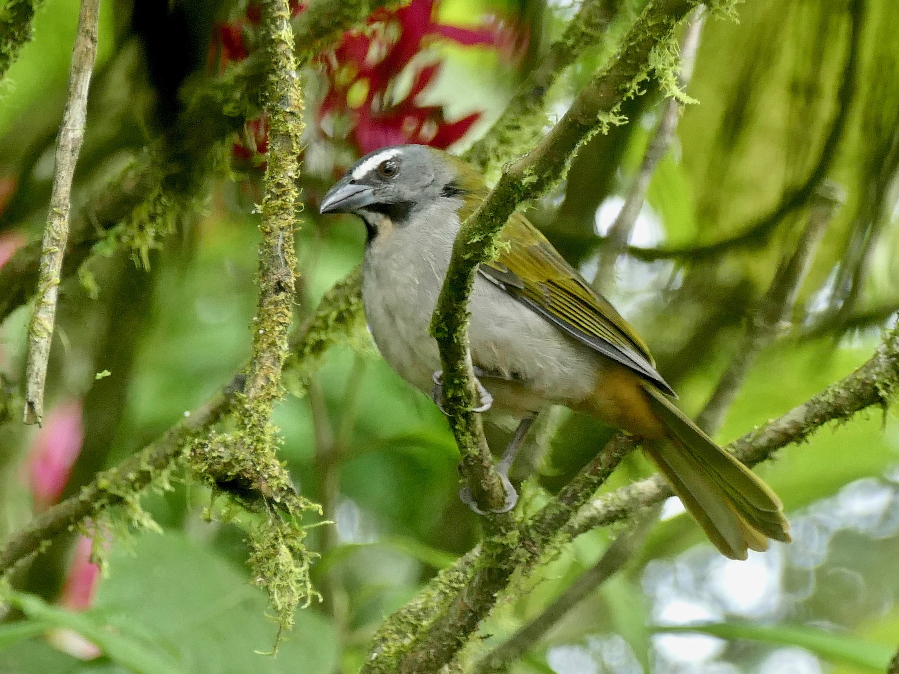 Buff-throated Saltator - eBird