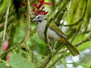 Buff-throated Saltator - eBird