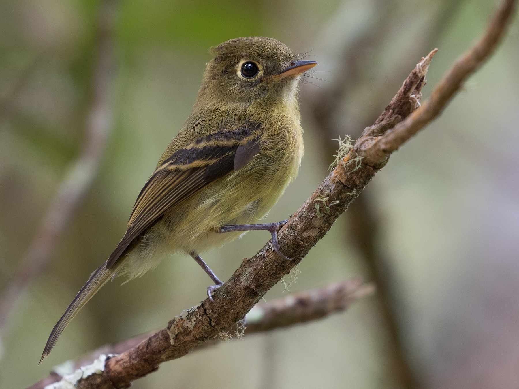 Yellowish Flycatcher - eBird